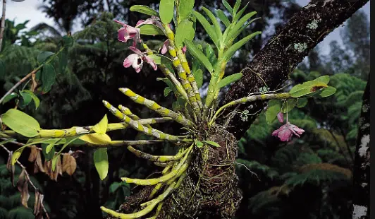 List Of Tropical Rainforest Plants And All You Need To Know - Nagro NG